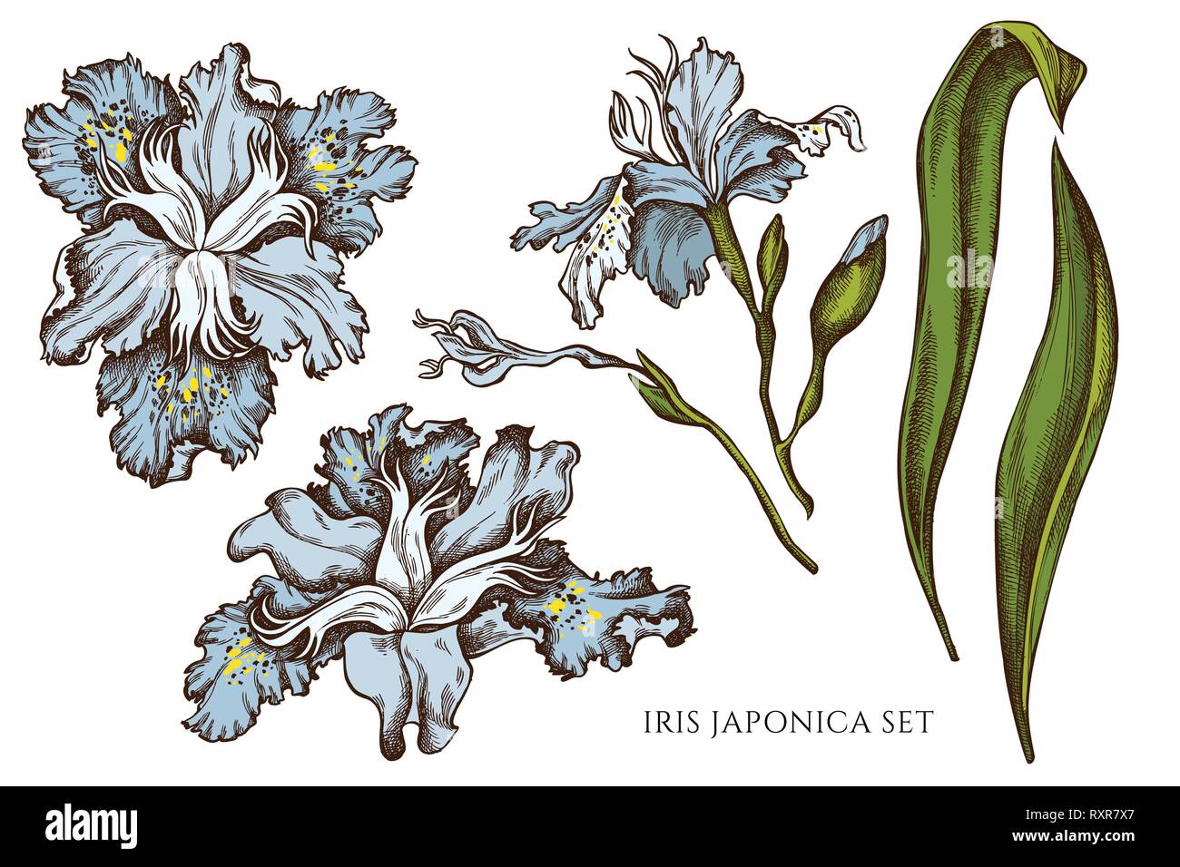 Vector collection of hand drawn colored iris japonica Stock Vector ...