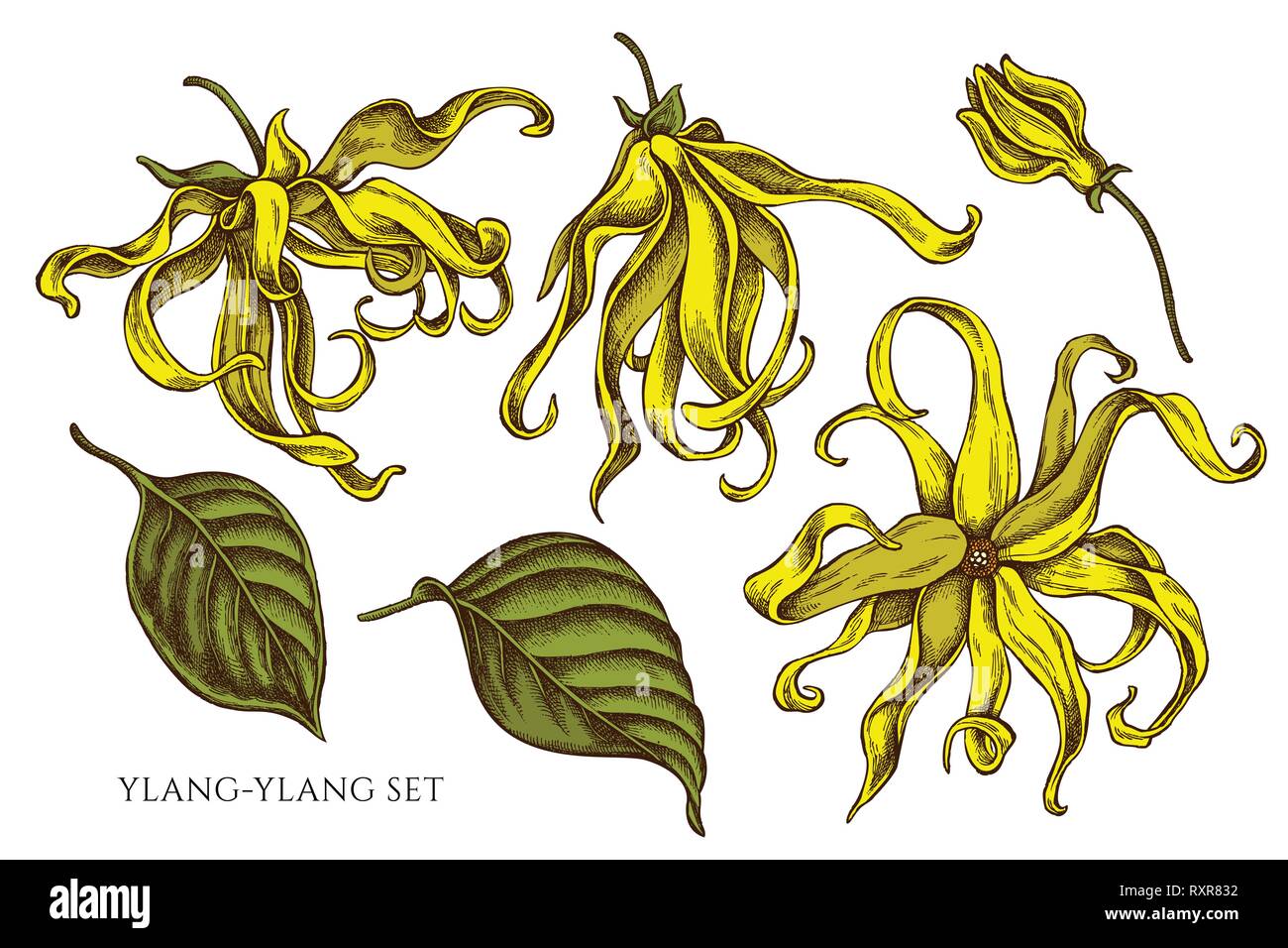 Cananga Odorata Drawing