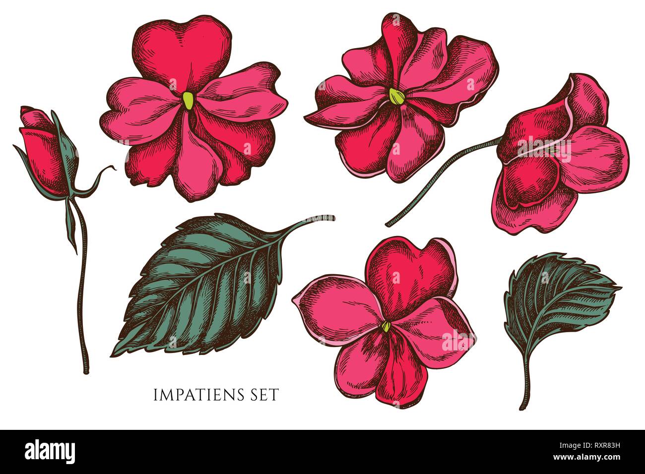 Vector collection of hand drawn colored impatiens Stock Vector Image ...