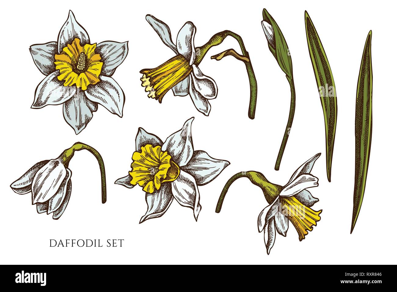 Vector collection of hand drawn colored daffodil Stock Vector Image ...
