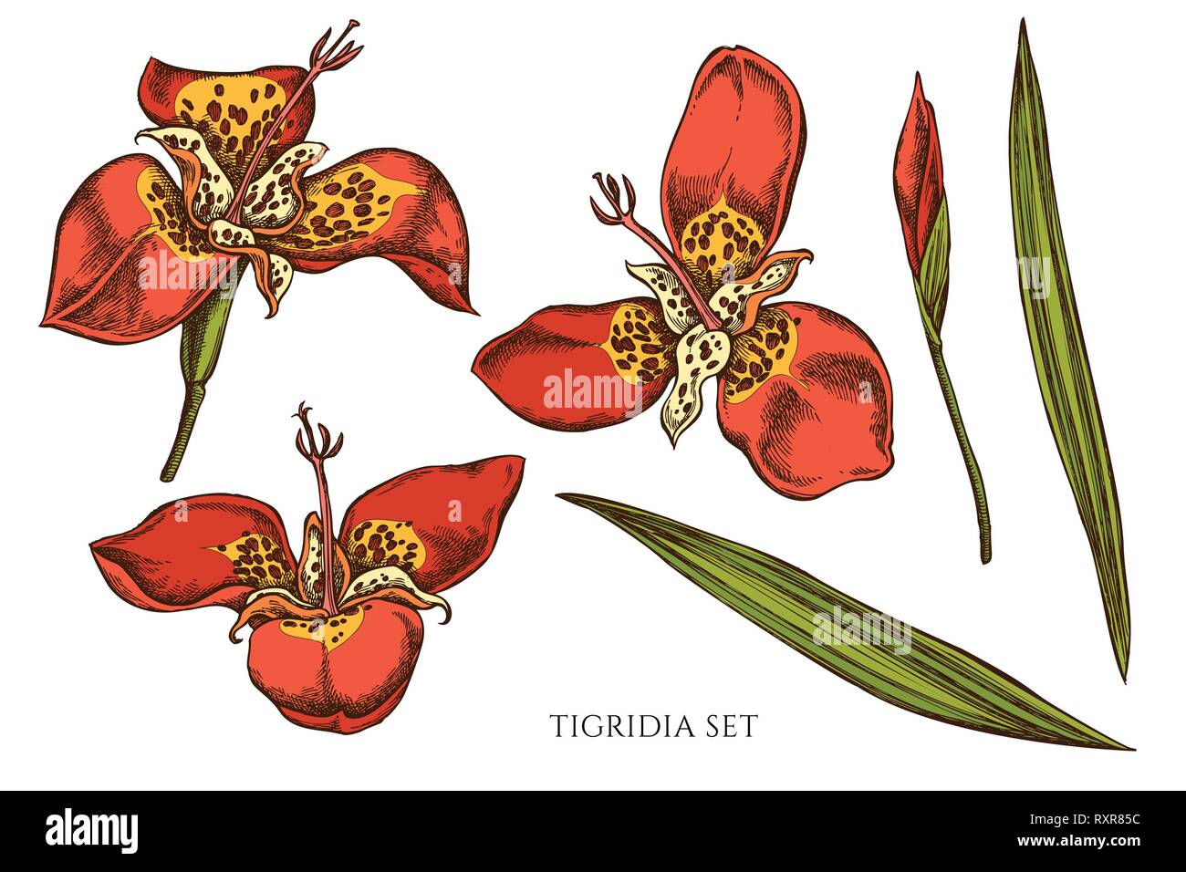 Vector collection of hand drawn colored tigridia Stock Vector Image ...