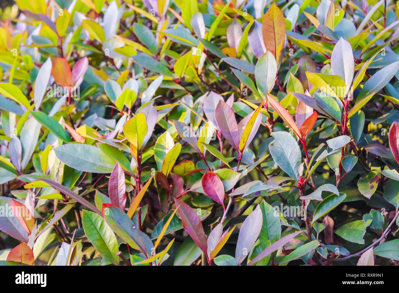 Tea green bush Stock Photo - Alamy