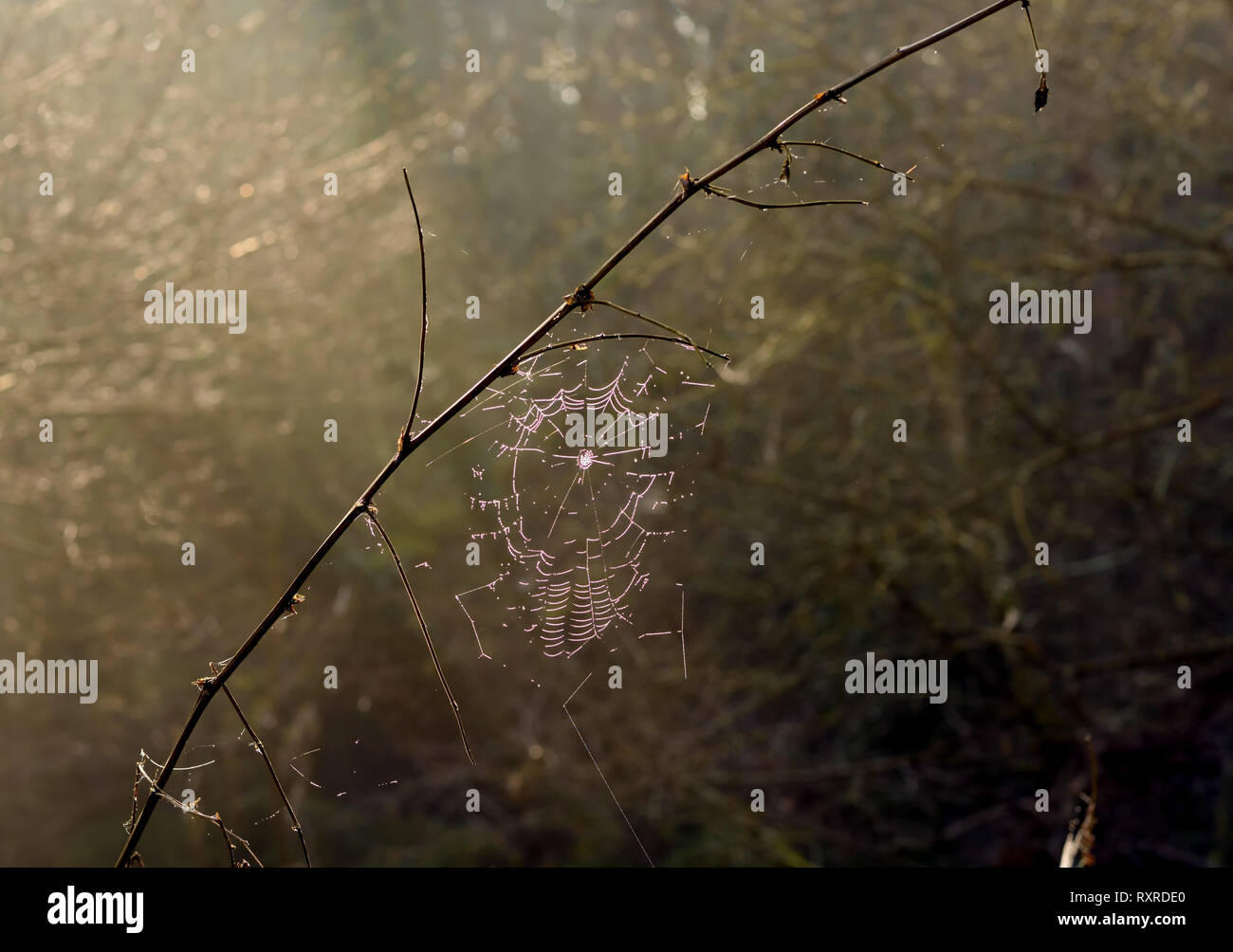 Sunlit cobweb hi-res stock photography and images - Alamy