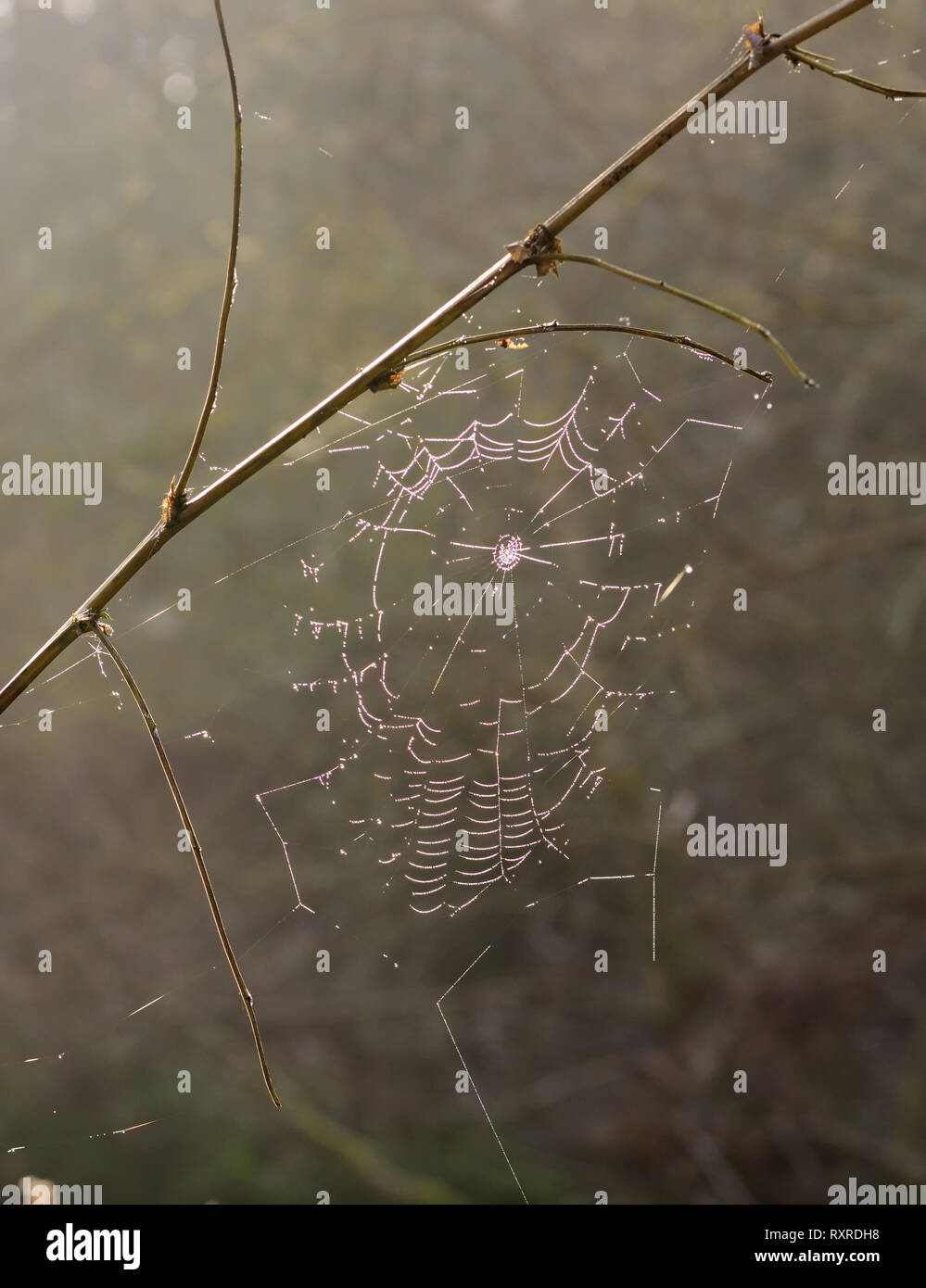 Cobwebs dew spider webs frost hi-res stock photography and images - Alamy