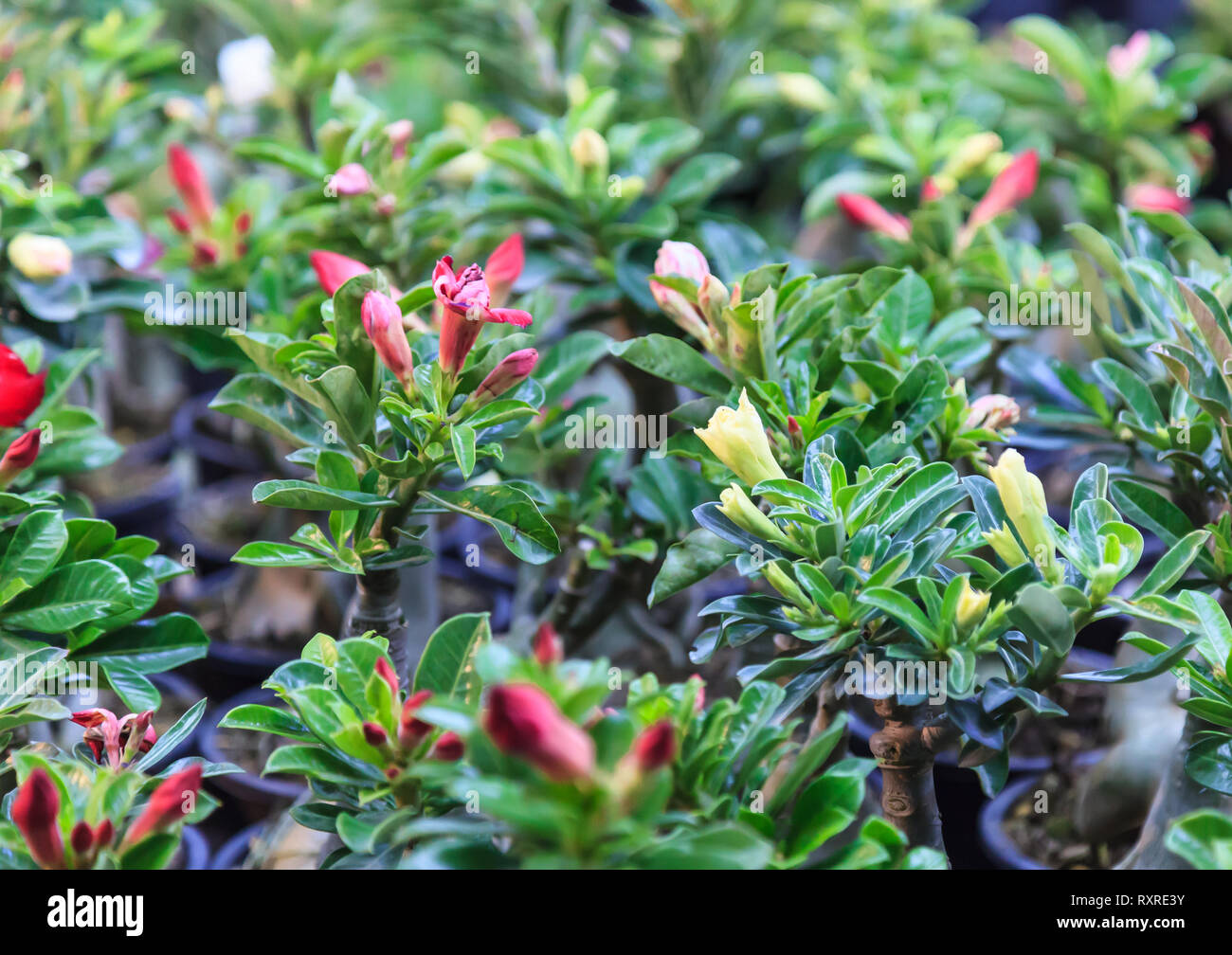 Collection of Fresh Adenium (Bignonia, Desert Rose, Japanese Frangipani ...