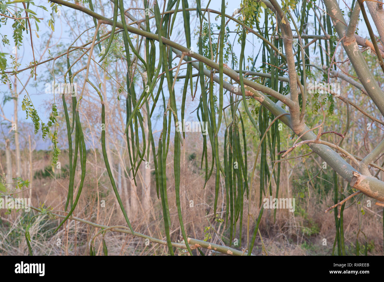 Moringa tree bearing fruit 'Moringa oleifera' Stock Photo - Alamy