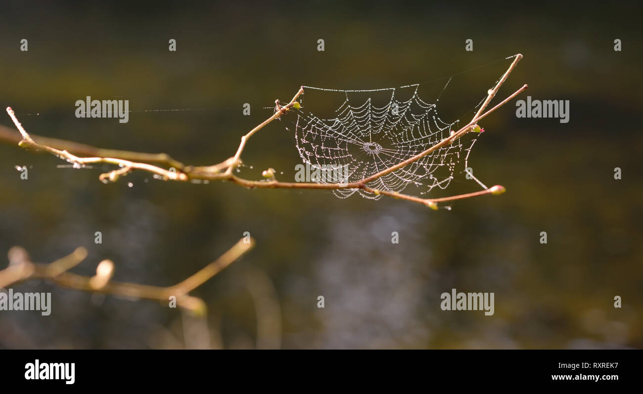 Sunlit cobwebs hi-res stock photography and images - Alamy