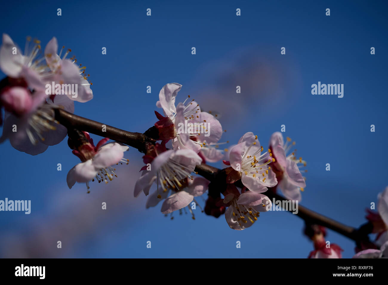 Apricot color flower hi-res stock photography and images - Alamy