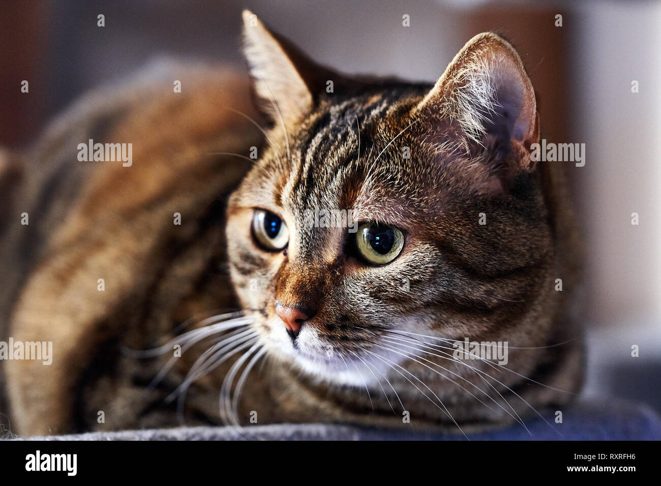 Cat up close hi-res stock photography and images - Alamy