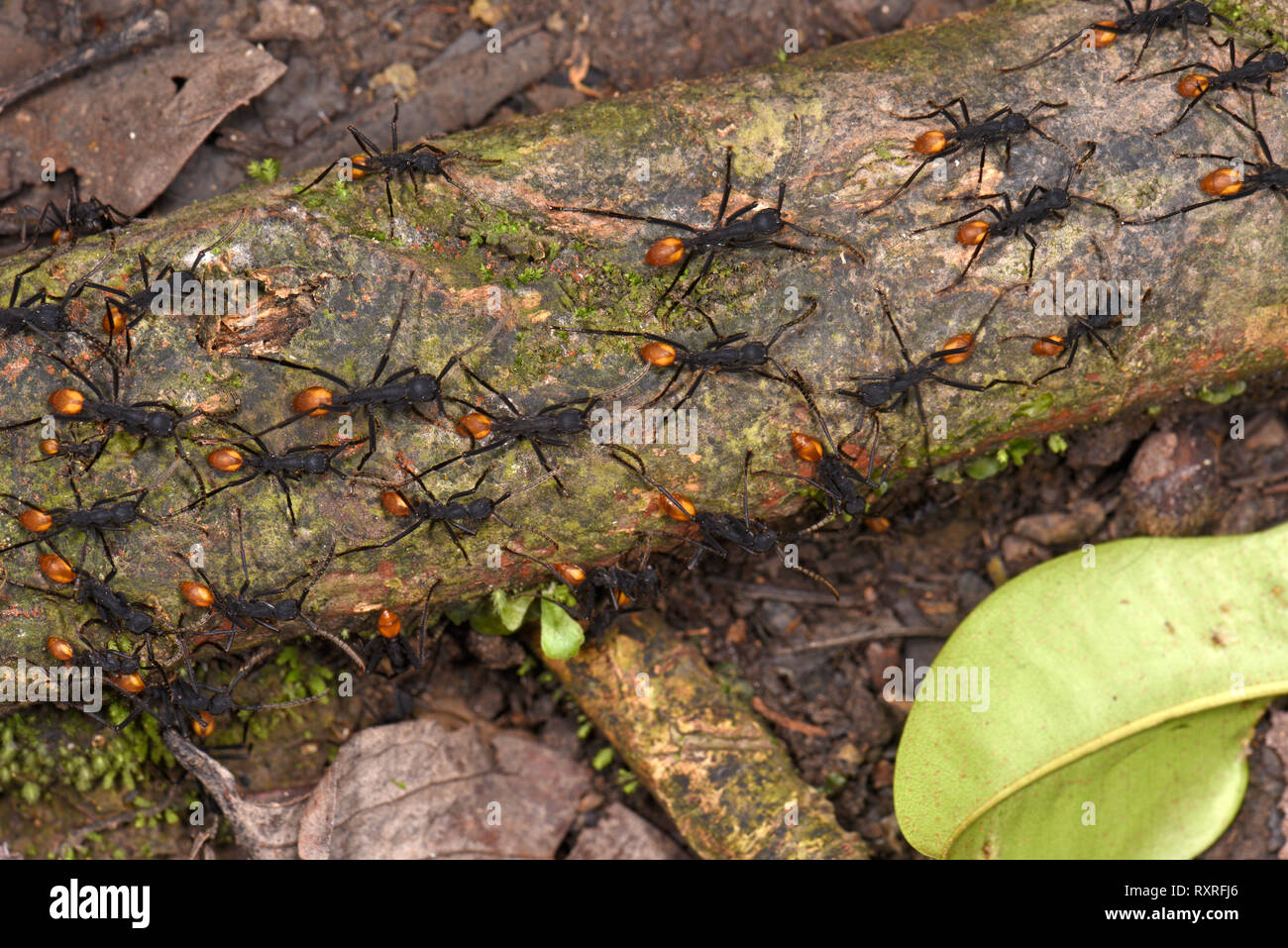 Army ant hi-res stock photography and images - Alamy