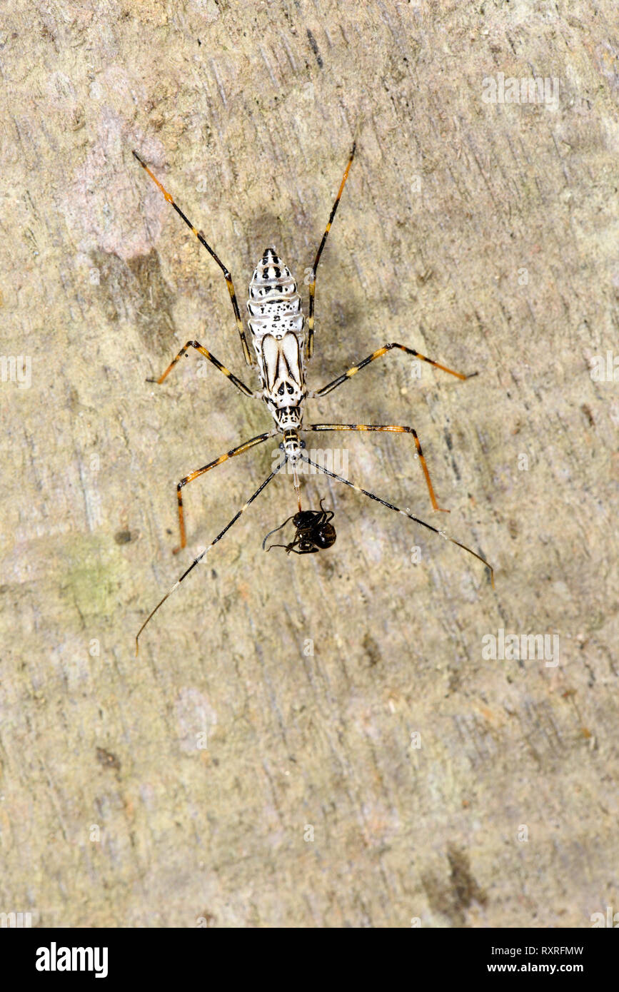 Assassin Bug (Hemiptera) adult catching small spider prey, Manu ...