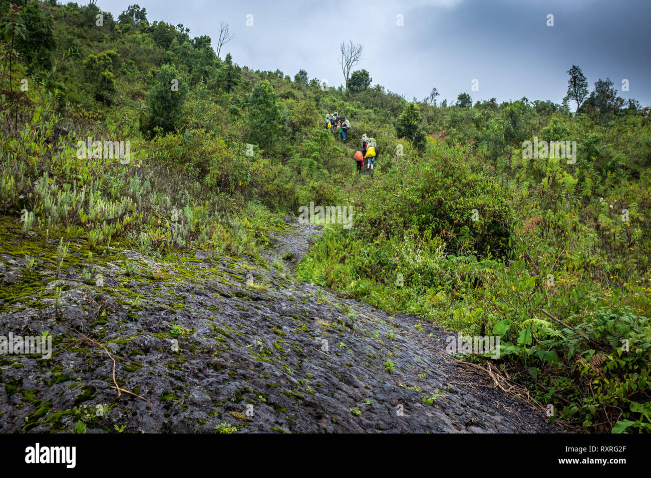 Congo jungle hi-res stock photography and images - Alamy