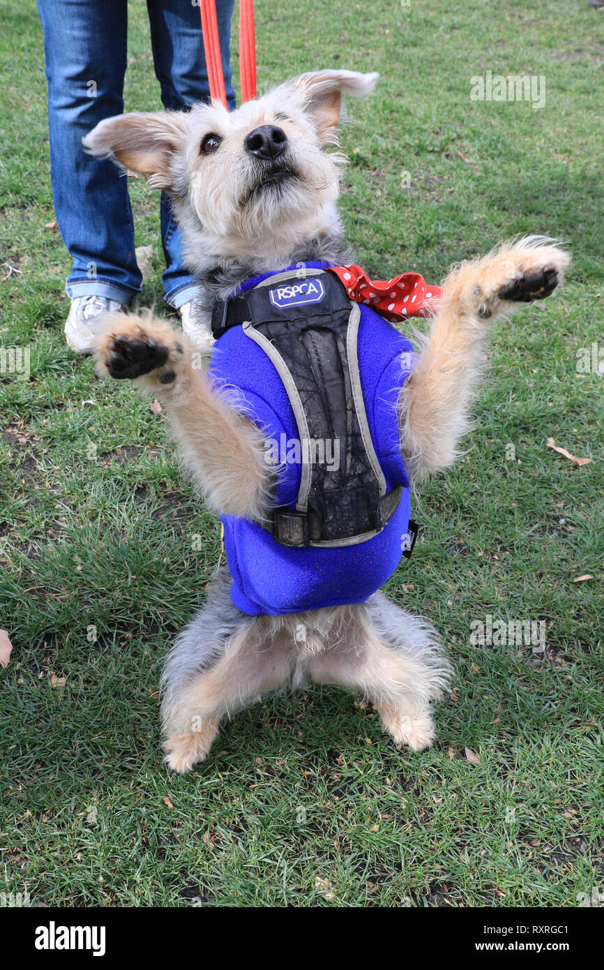 Battersea dogs home 2019 hi-res stock photography and images - Alamy