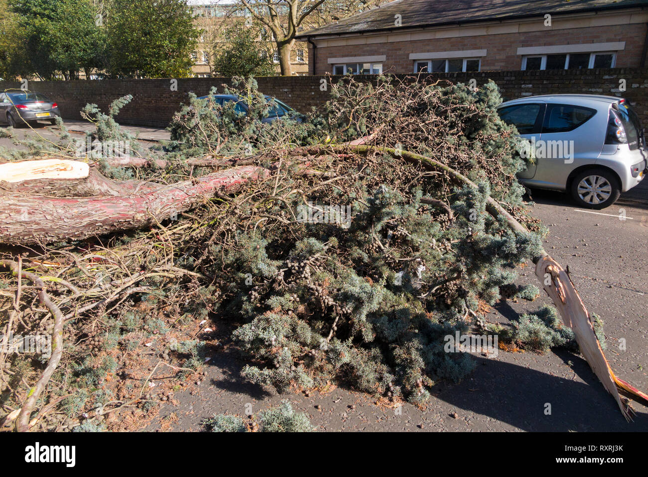 Car trees accident crushed hi-res stock photography and images - Alamy