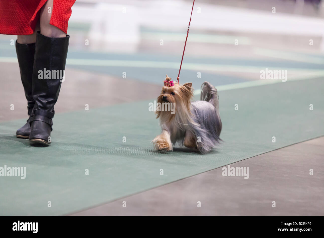 Seattle, USA. 09th Mar, 2019. A Shih Tzu, is walked in the ring at the ...