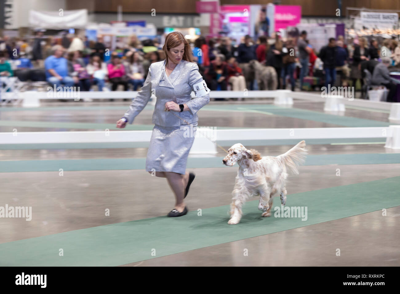 English setter gordon setter hi-res stock photography and images - Alamy