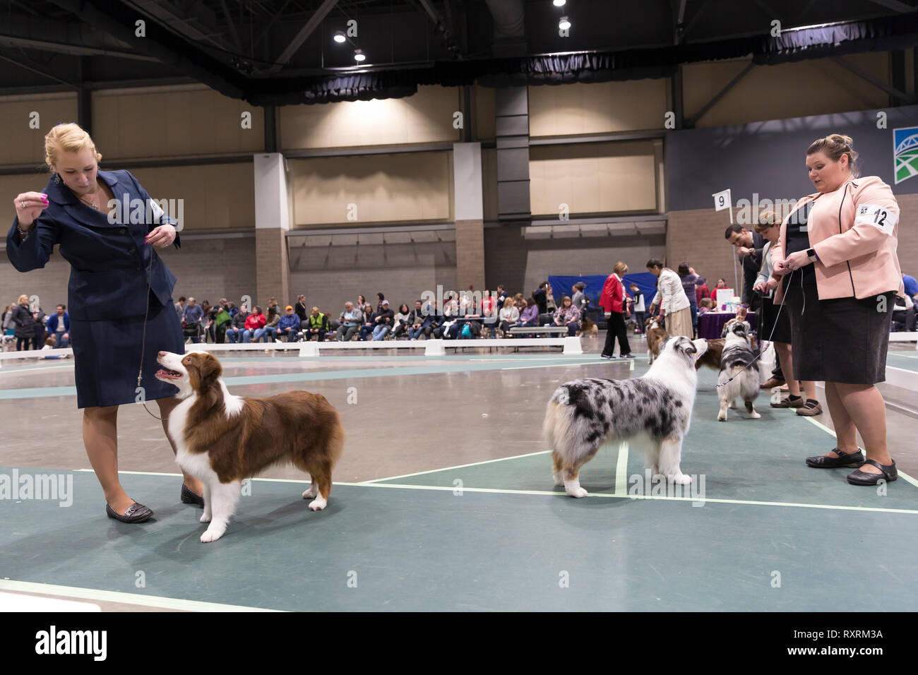 Male dog handlers hi-res stock photography and images - Alamy