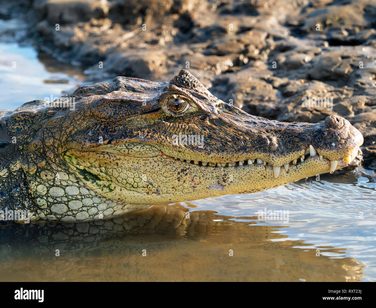 Tropical Lowland Species High Resolution Stock Photography and Images ...