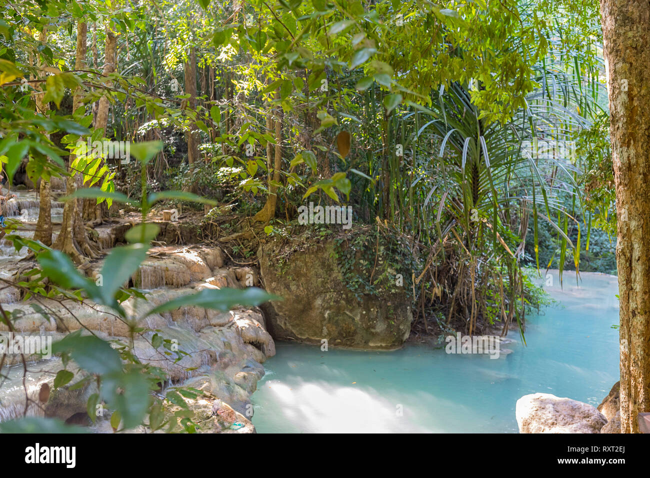 Jangle landscape tropical rain forest hi-res stock photography and ...