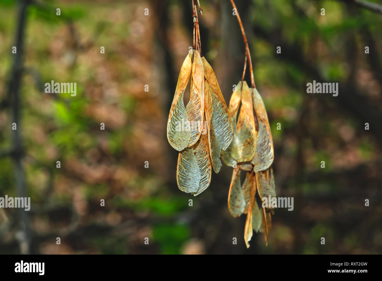 Dry maple seeds hi-res stock photography and images - Alamy