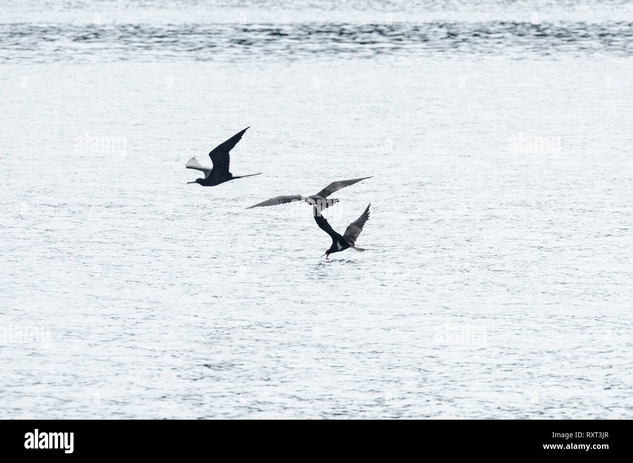 Fregata ariel hi-res stock photography and images - Alamy