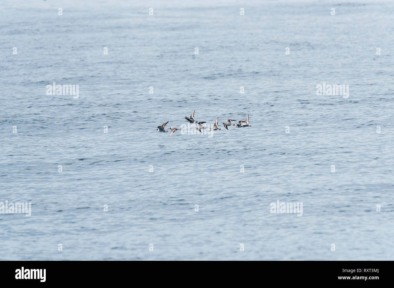 Red-necked Phalaropes (Phalaropus lobatus) in winter plumage flying ...