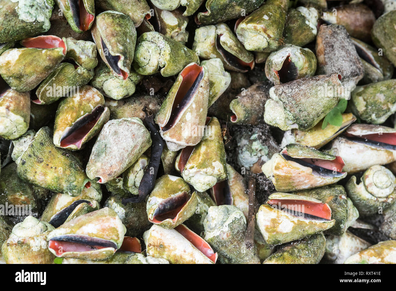 Discarded Cone shells,possibly Conus ranunculus. The animal itself has ...