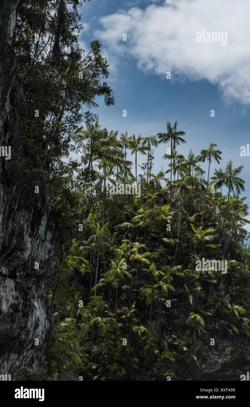 Palm Trees on an island off Western Papua, Indonesia Stock Photo - Alamy