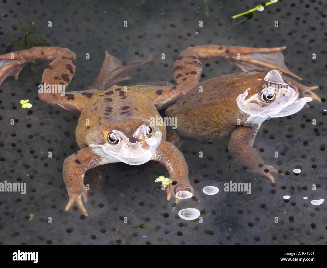 Frogs and frogspawn in a garden pond Stock Photo - Alamy