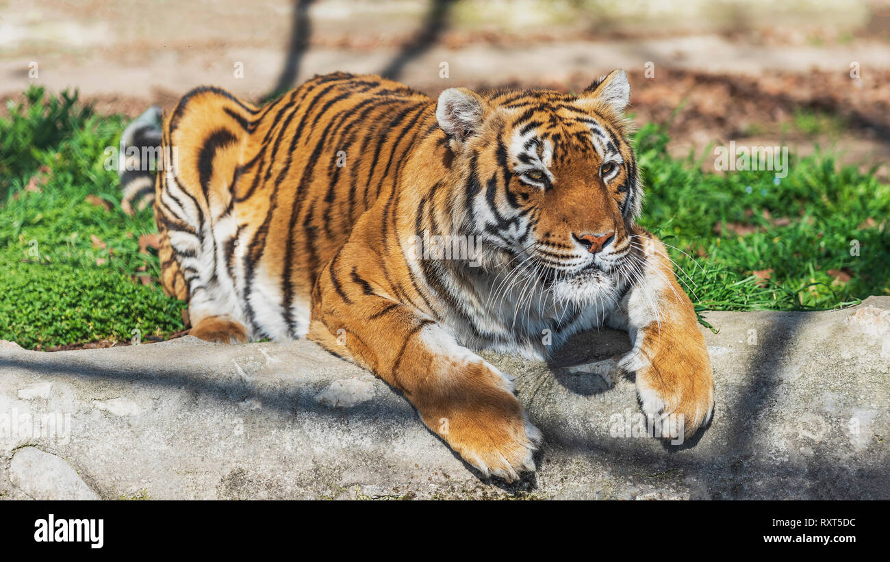 Tiger on the prowl Stock Photo - Alamy