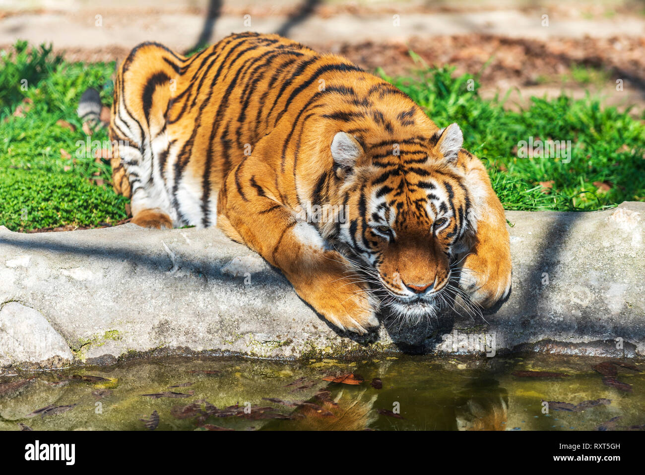 Tiger on the prowl Stock Photo - Alamy
