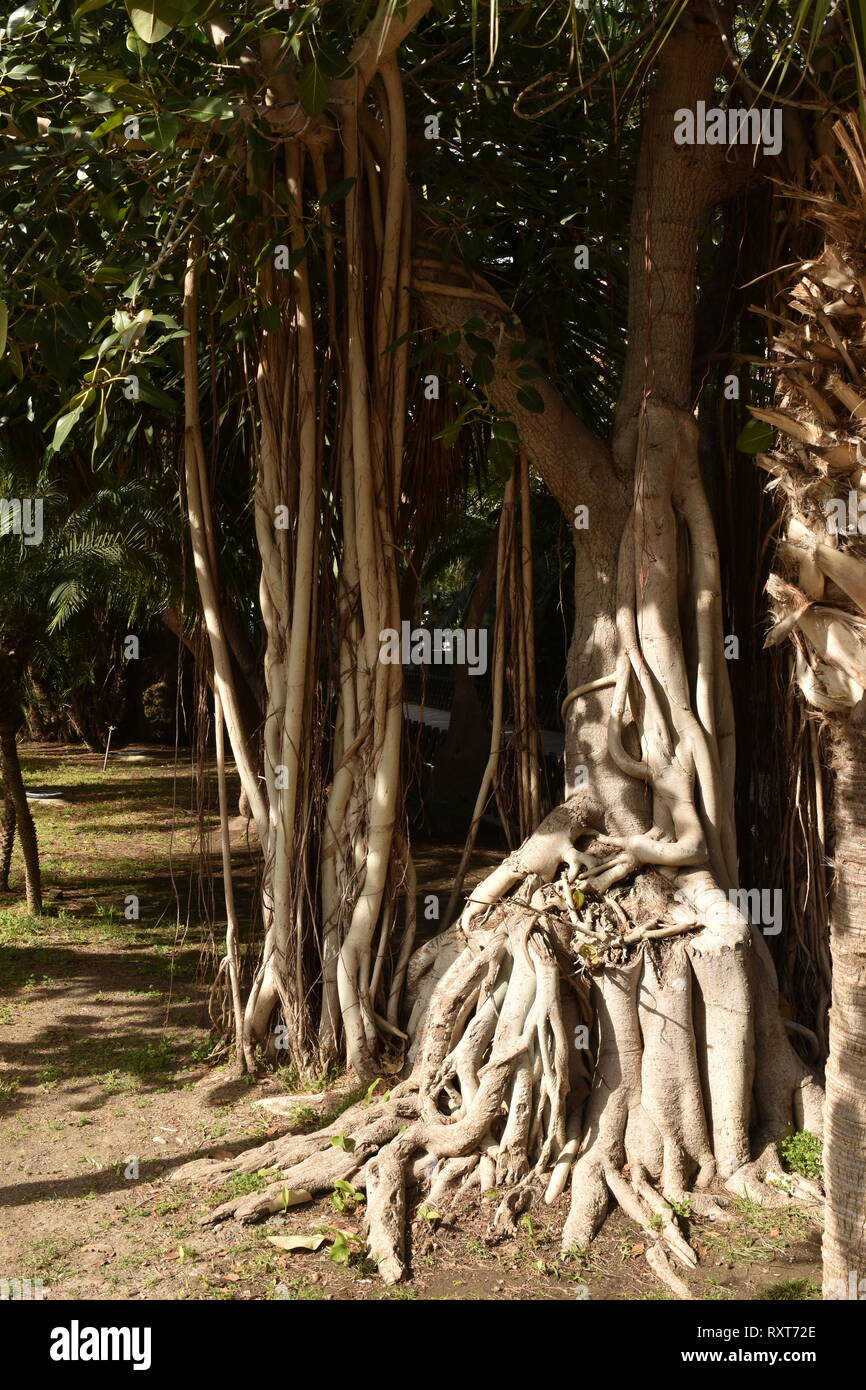 truncated roots of ficus creating shapes that resemble a chair Stock ...