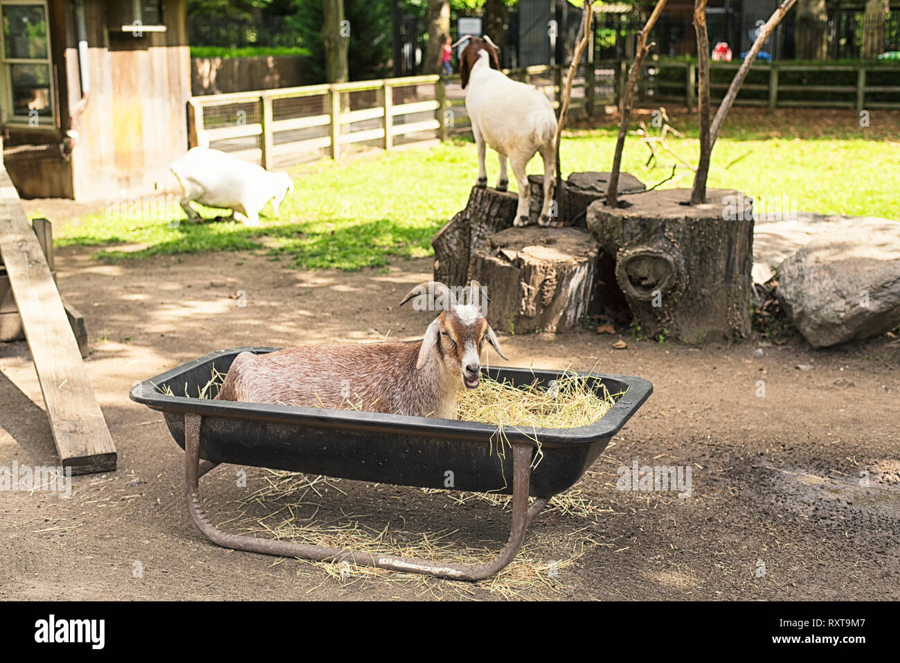 Queens zoo new york hi-res stock photography and images - Alamy