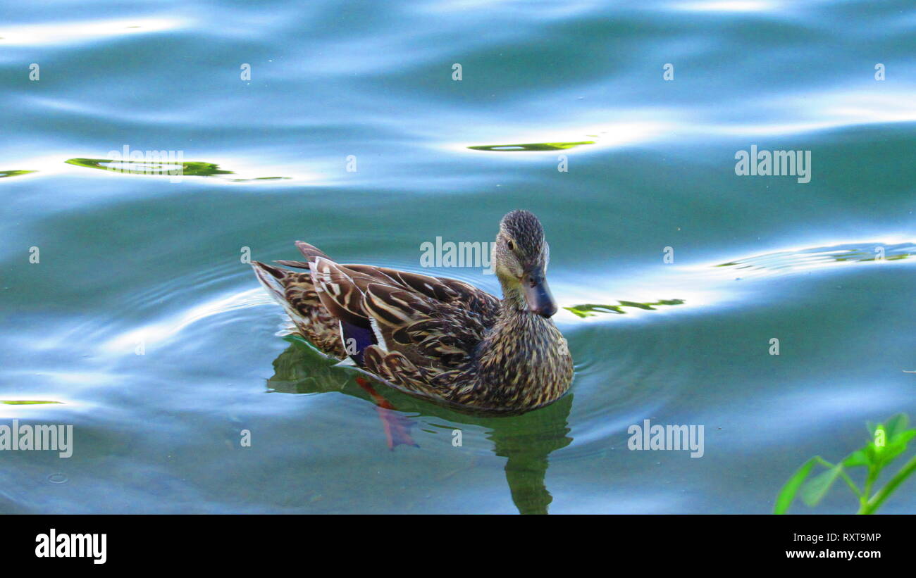 Duck facing camera hi-res stock photography and images - Alamy