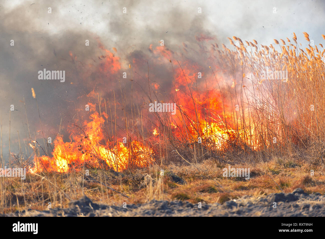 Big flames on field during fire. Accidental disaster Stock Photo - Alamy