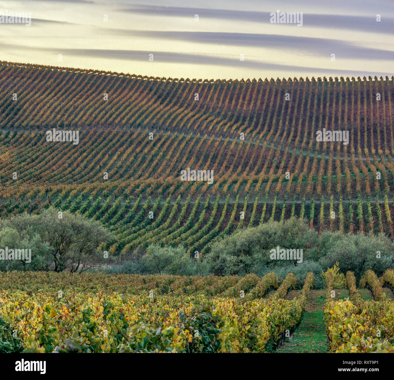Carneros california hi-res stock photography and images - Alamy