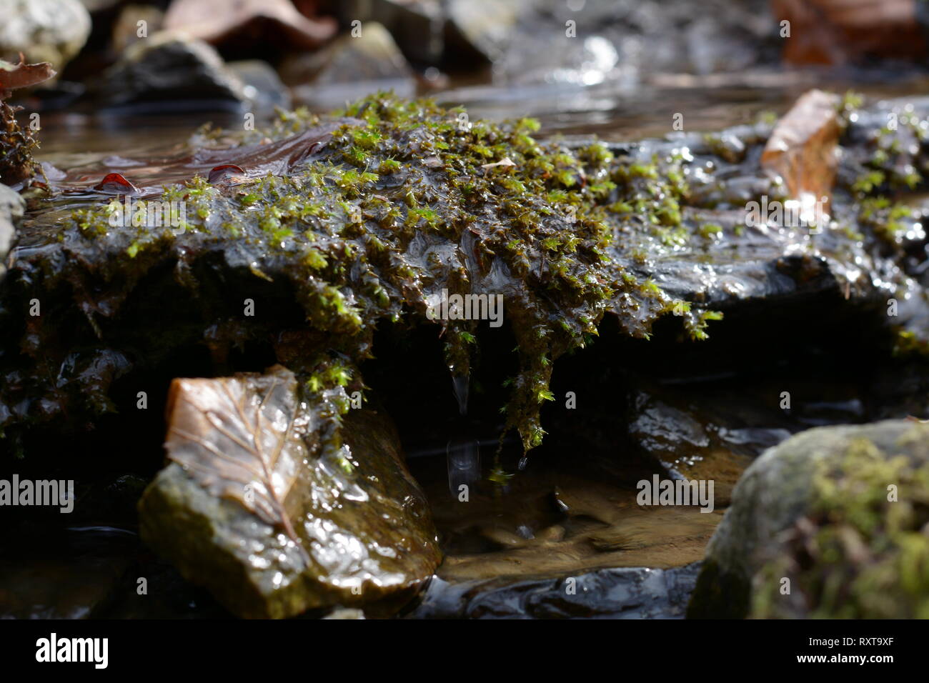 Droplet which fall moss Stock Photo - Alamy