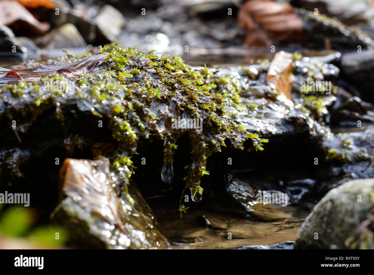 Droplet shining hi-res stock photography and images - Alamy