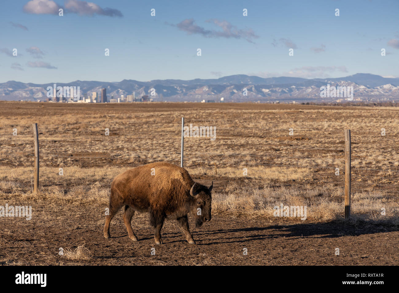 Buffalo in the Rocky Mountain Arsenal Wildlife Refuge, near Denver ...