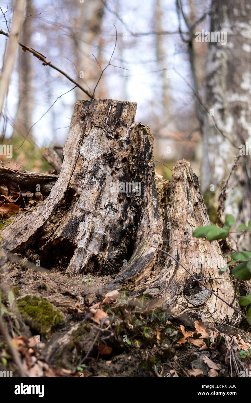 Root wood in the mountain Jastrebac Stock Photo - Alamy