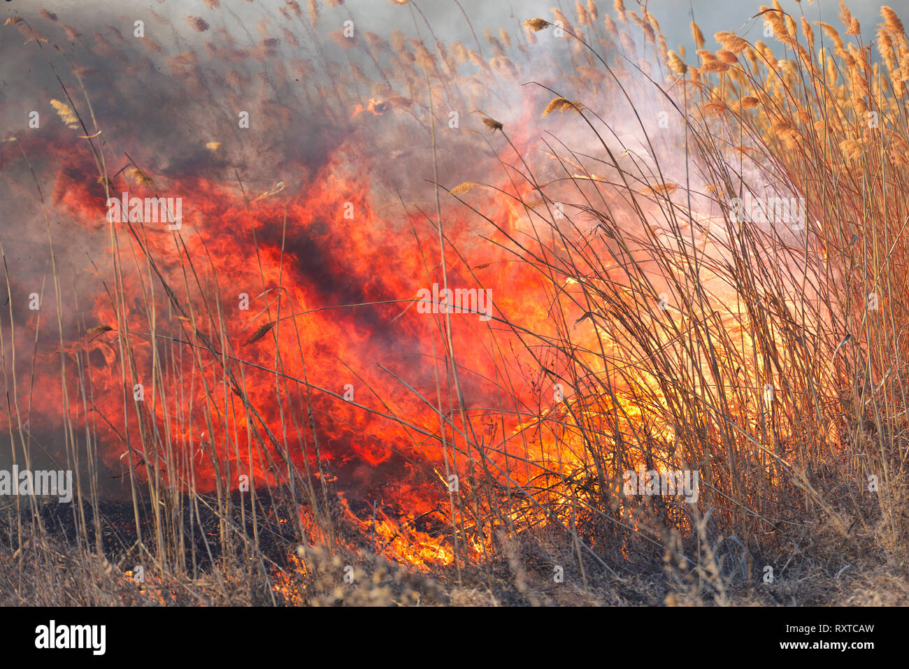 Big flames on field during fire. Accidental disaster Stock Photo - Alamy