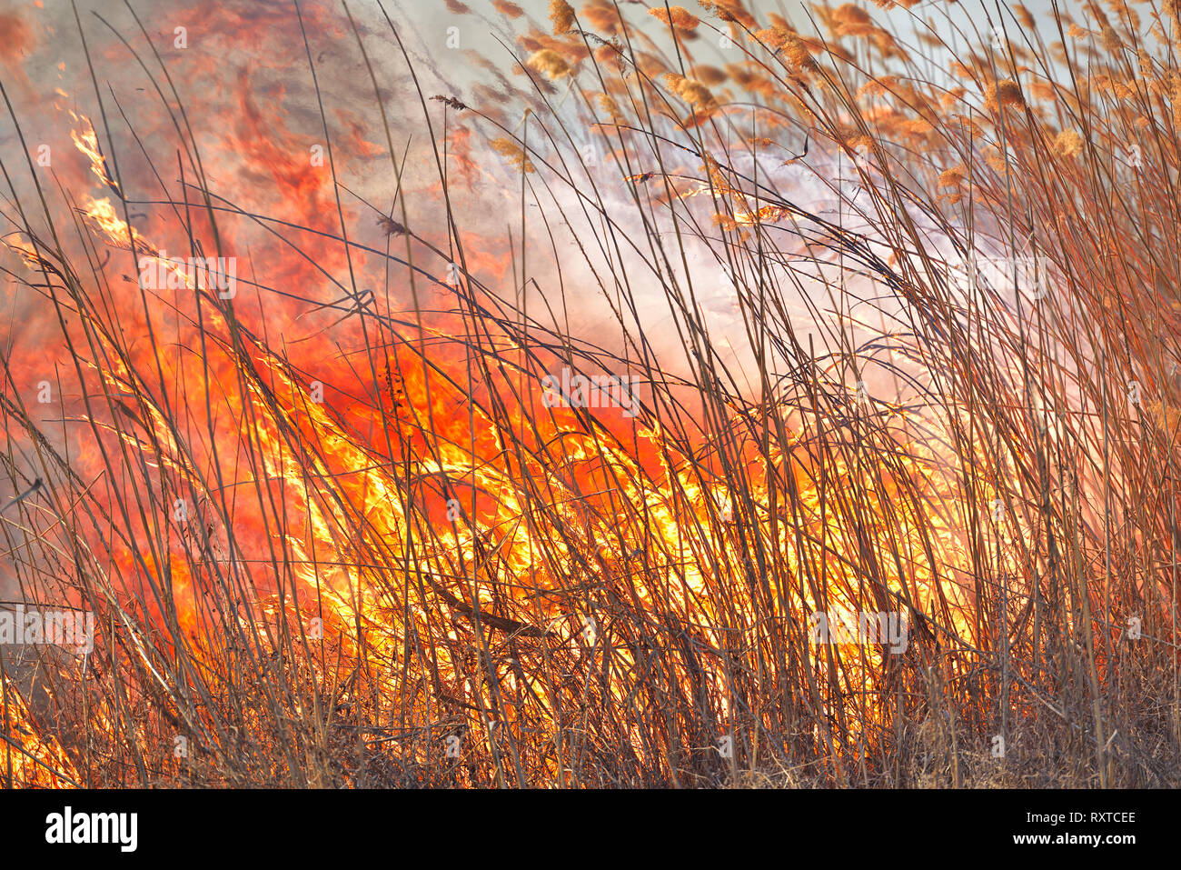 Big flames on field during fire. Accidental disaster Stock Photo - Alamy