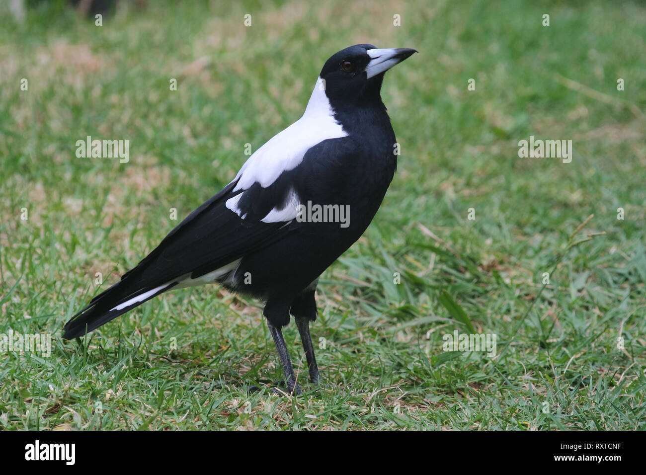 Australian Magpie 'Gymnorhina tibicen' Stock Photo - Alamy