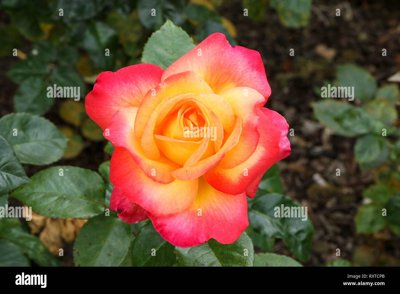 "Pullman Orient Express" a yellow coloured Hybrid tea rose with pink ...