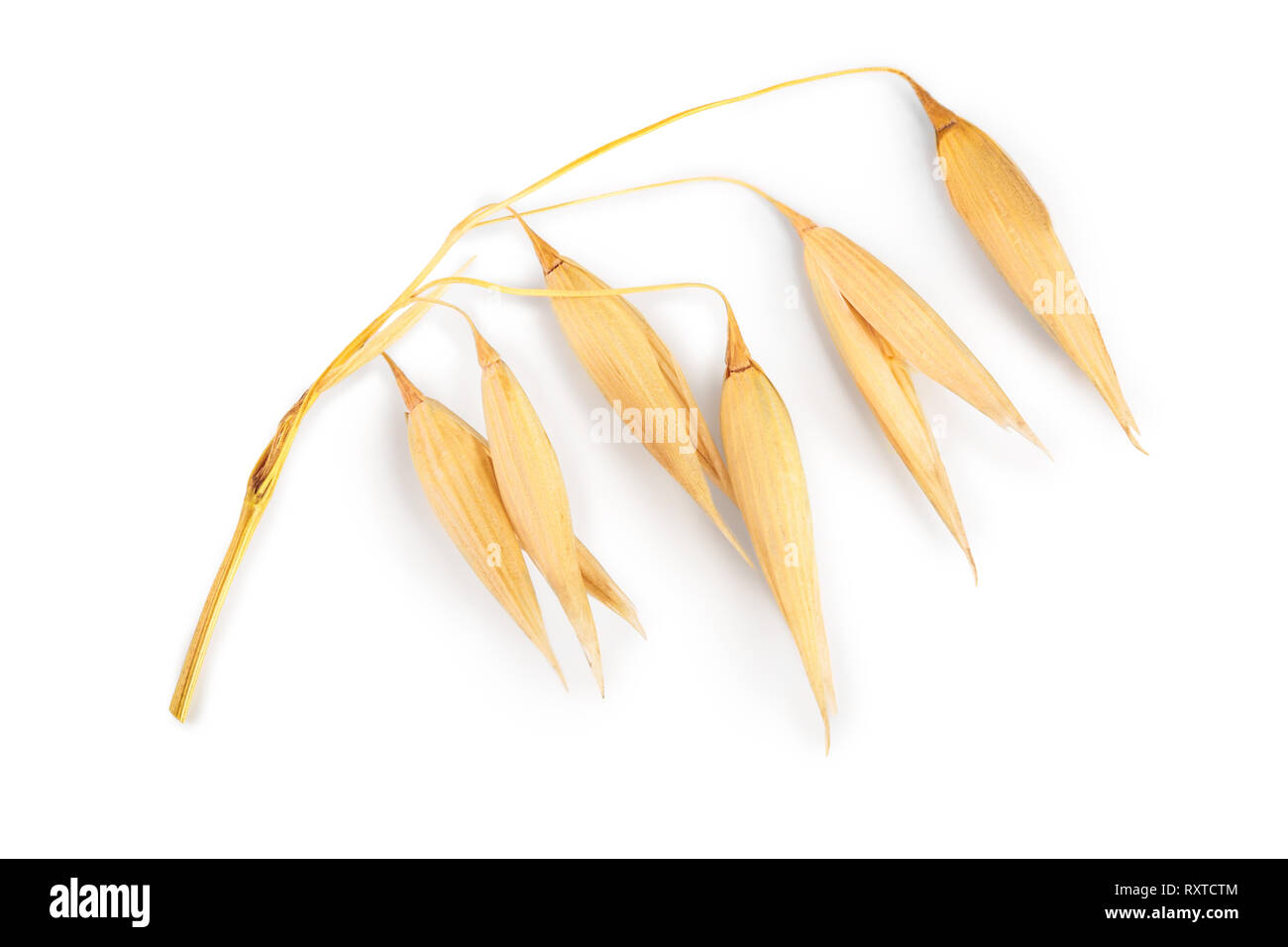 oat spike isolated on white background. Top view. Flat lay Stock Photo ...