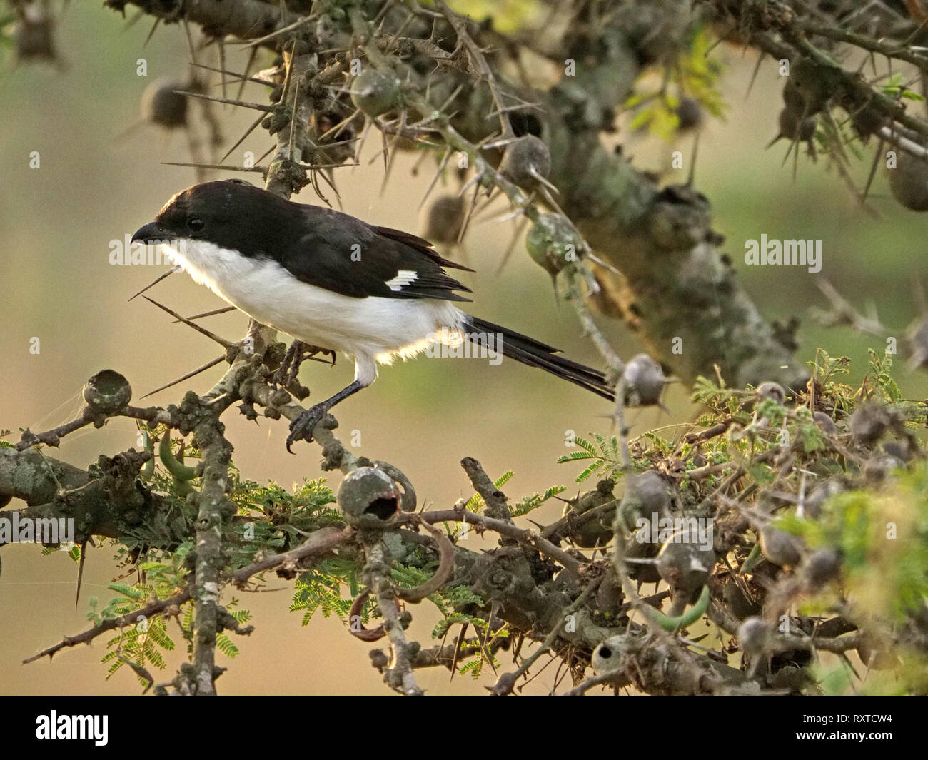 long-tailed fiscal (Lanius cabanisi) a member of the shrike family ...