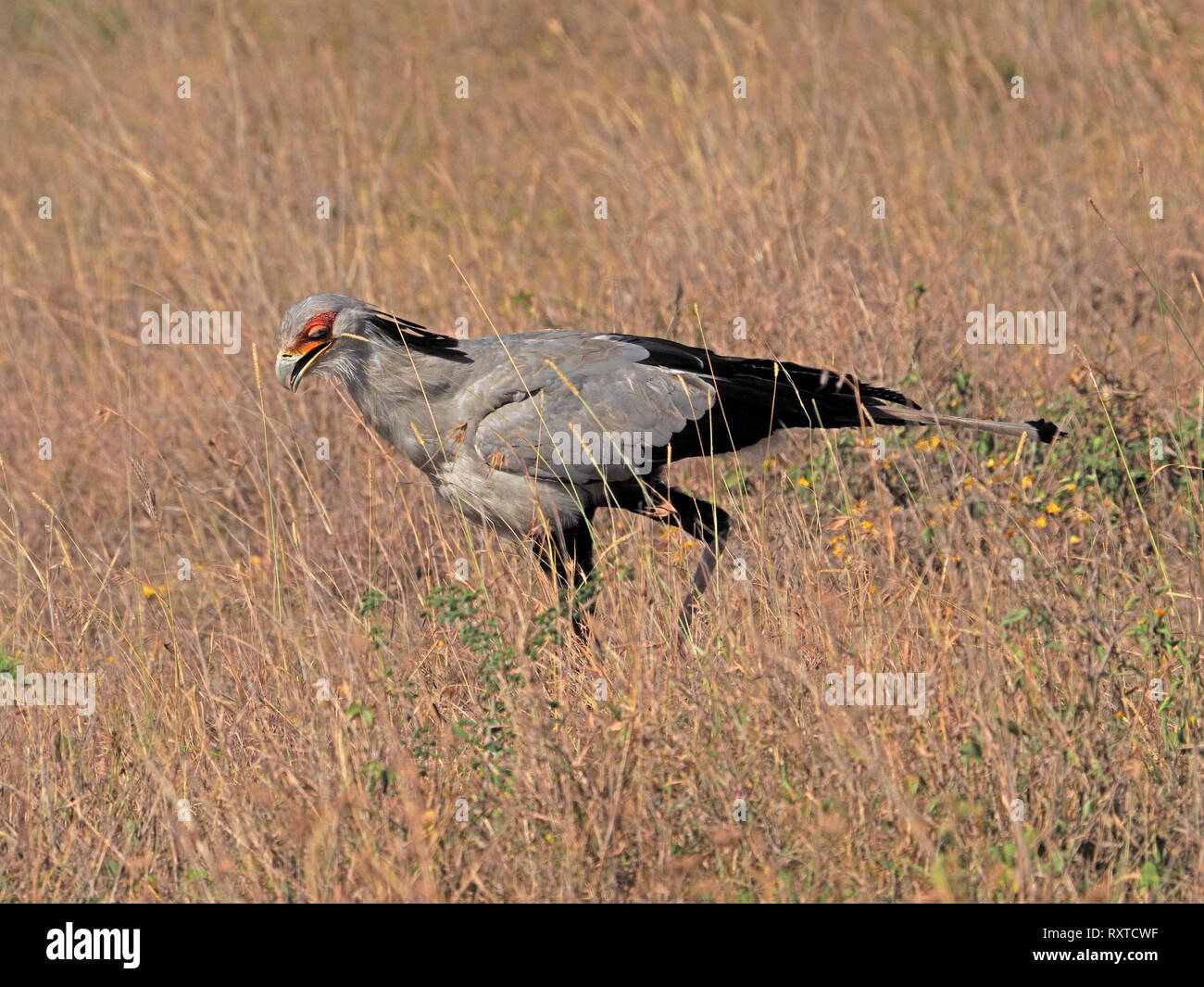 secretarybird or secretary bird (Sagittarius serpentarius) (nicknamed ...
