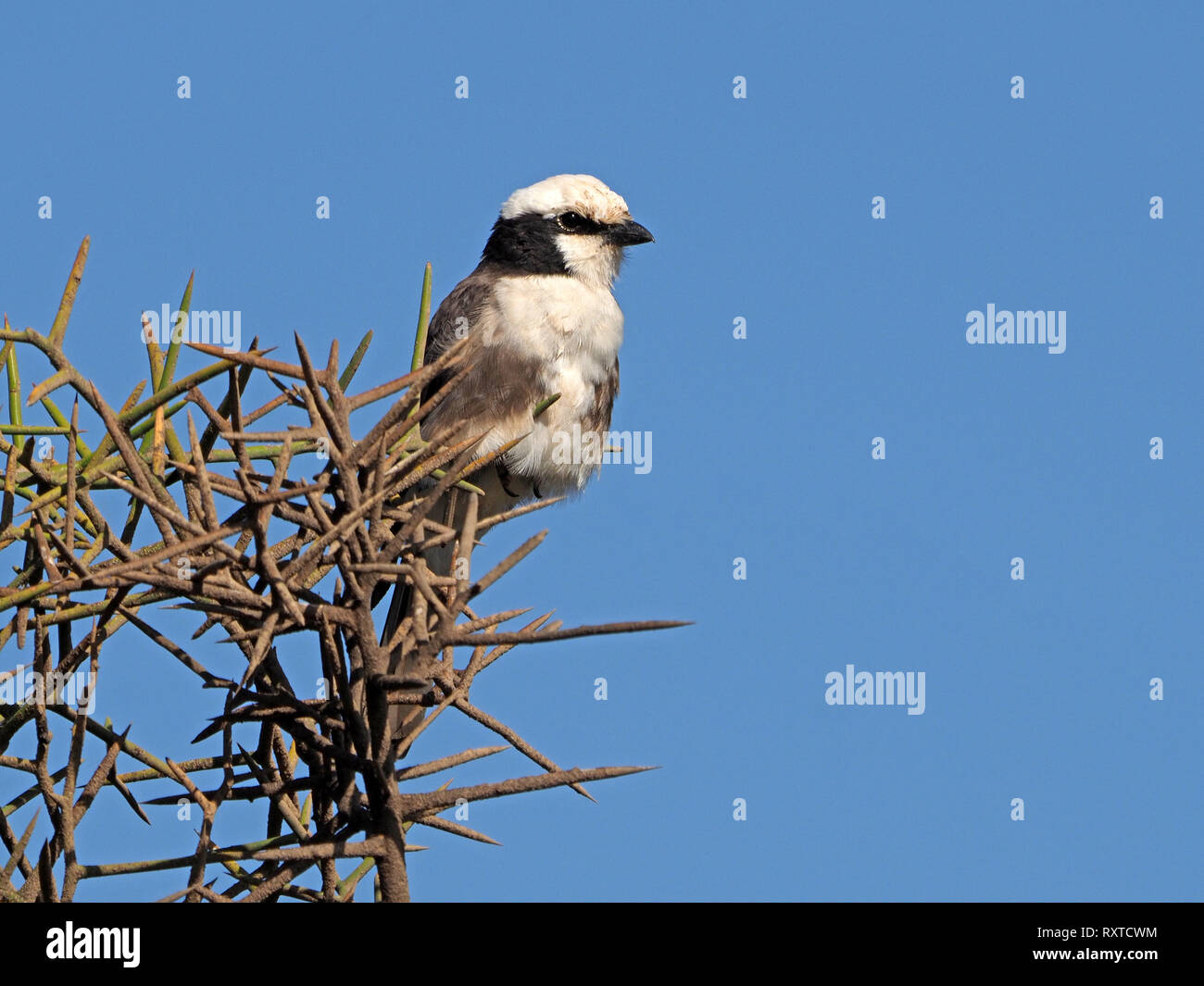 The Shrike Tree Of Thorns