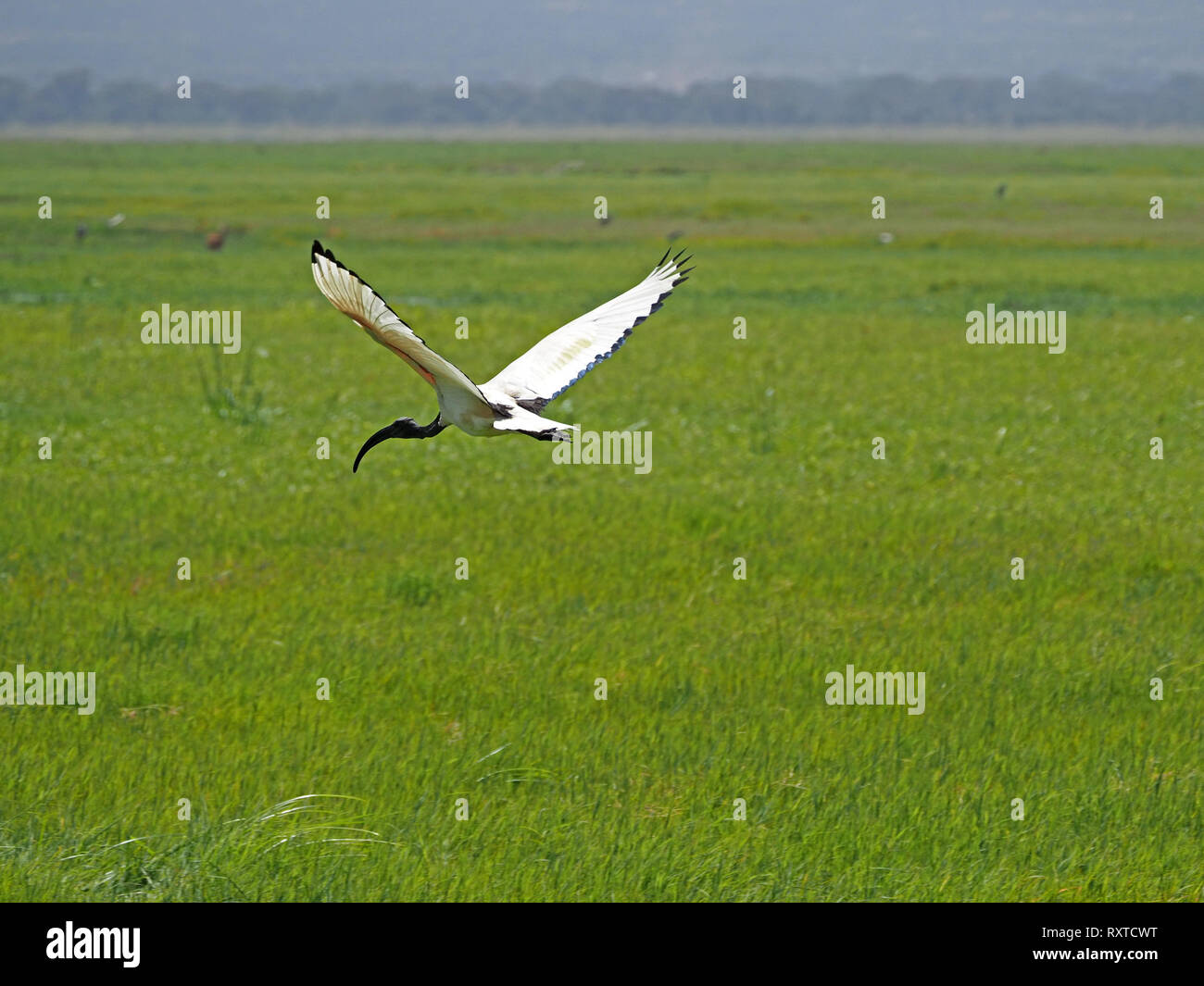 black & white Sacred Ibis (Threskiornis aethiopicus) with outstretched ...