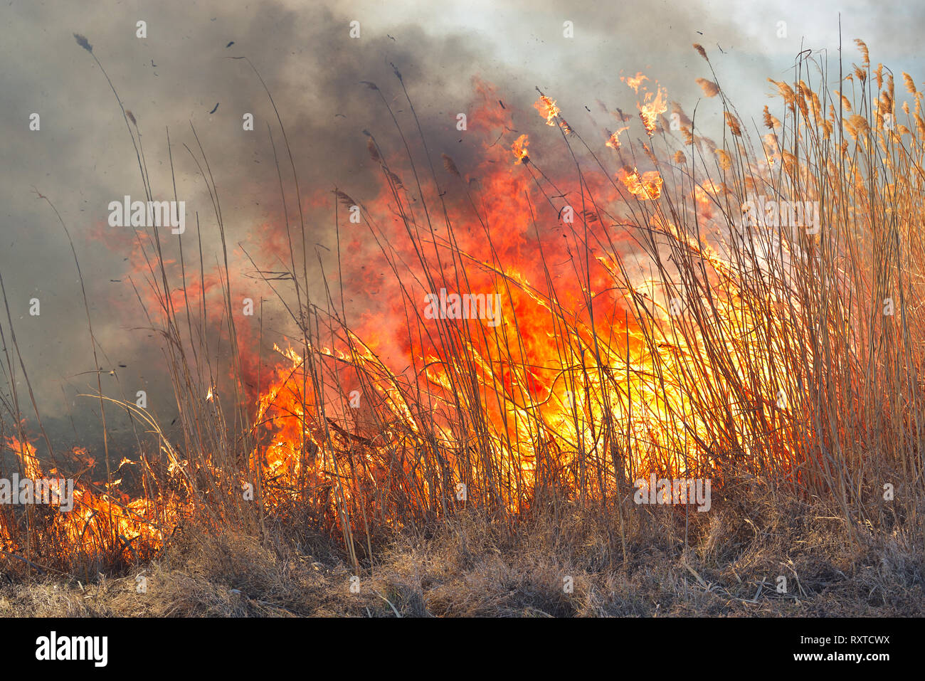 Big flames on field during fire. Accidental disaster Stock Photo - Alamy